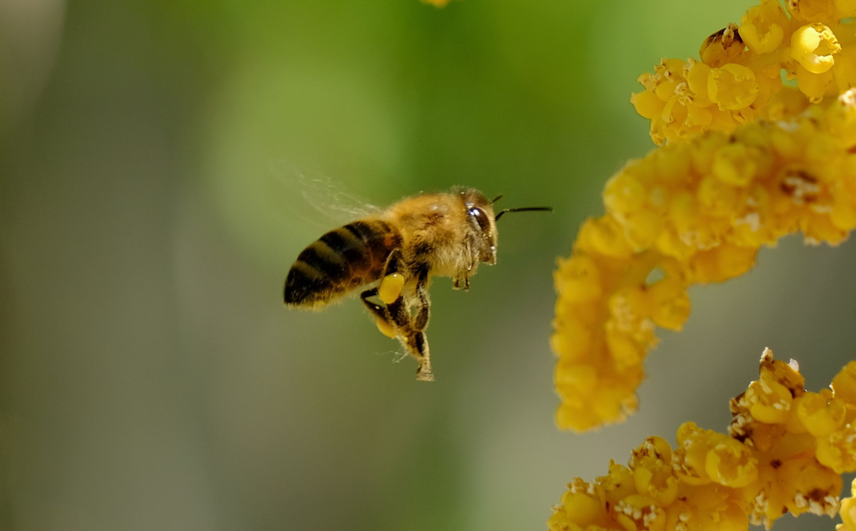 ECOSEME: ridurre gli insetticidi e salvare gli insetti impollinatori