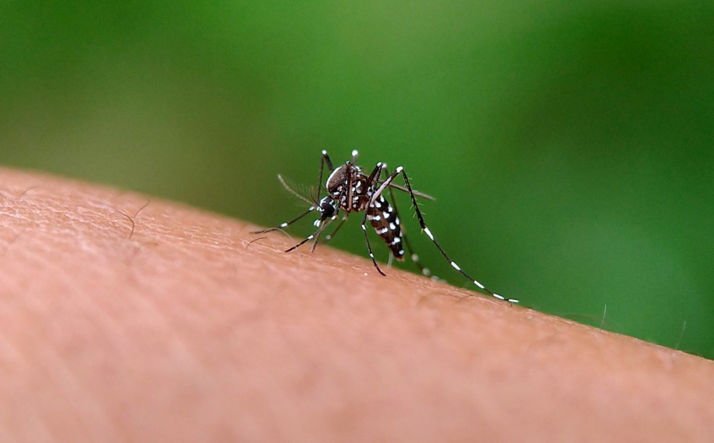 Cambiamento climatico e malattie trasmesse da vettori